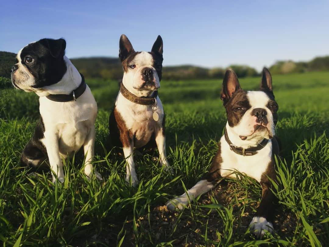 Loui, Elly & Murphy – Fachtierärzte Dreier-Schöpf